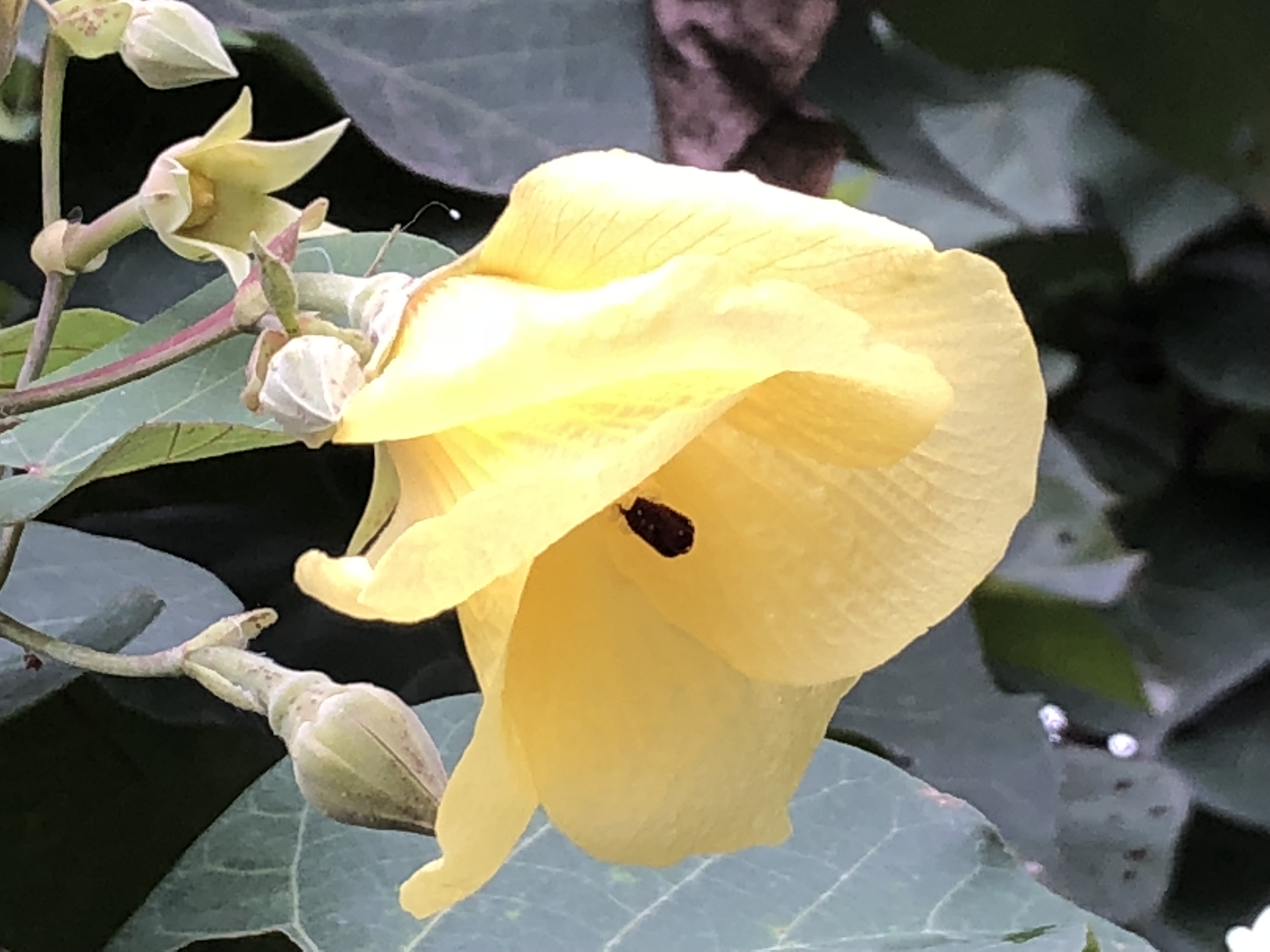 Spring Poems – Borderless
