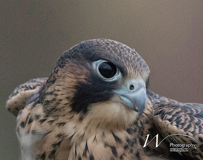 Avian Stories – Borderless