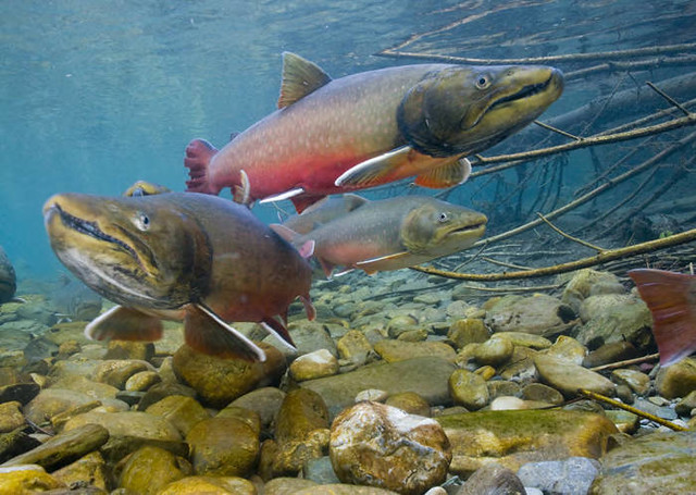 Sprinkling of Words & Trouts – Borderless