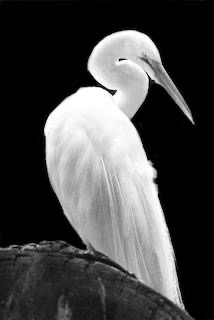 Studies in Blue and White – Borderless