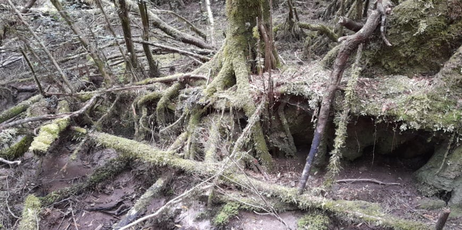 A Tasmanian Adventure: Bushwhacking in East Pillinger – Borderless