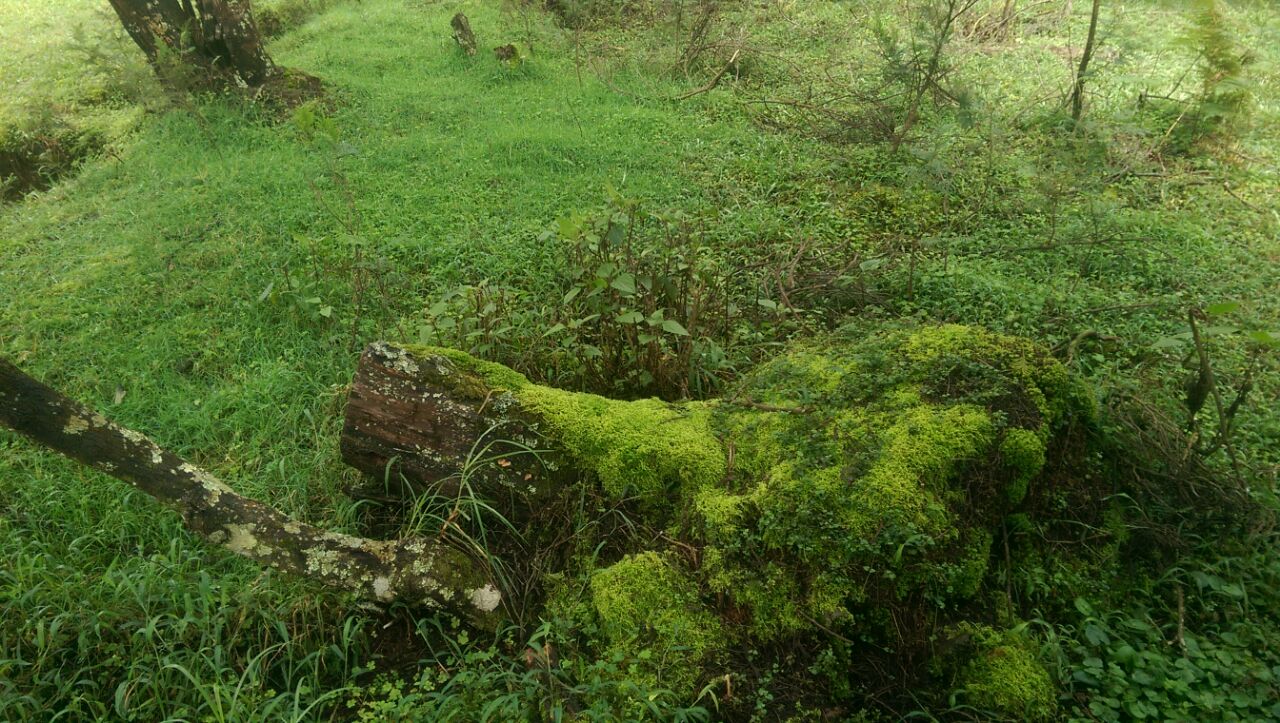 The Moulting – Borderless