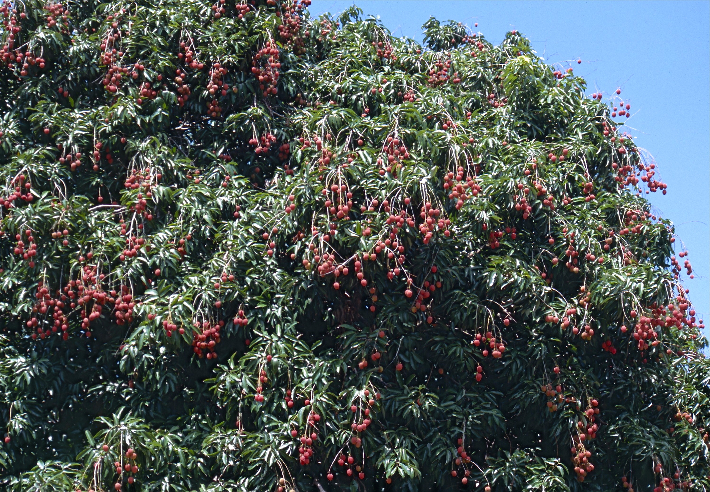 Trees from My Childhood – Borderless
