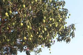 Trees from My Childhood – Borderless