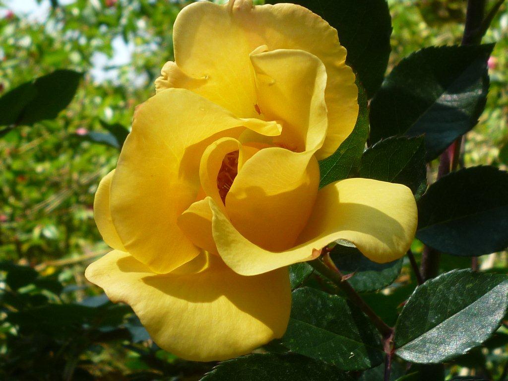 Better Roses for a Warming World and Other Garden Adventures – Borderless