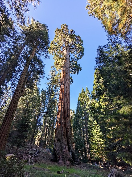 In Quest of Seeing the Largest Tree in the World – Borderless