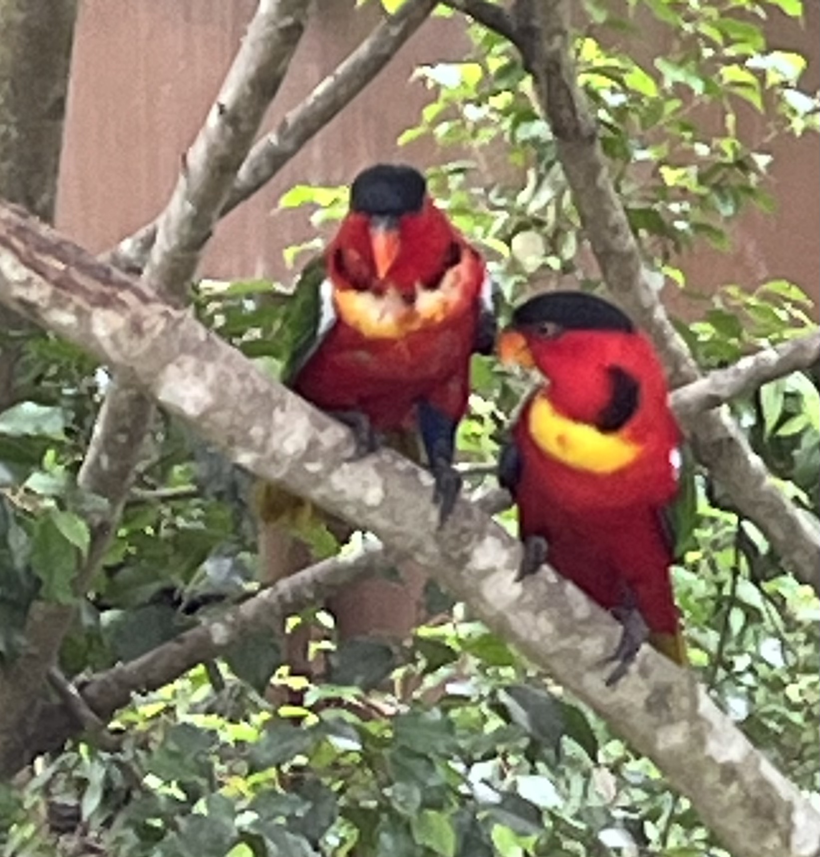 April Showers – Borderless