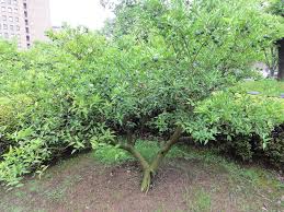 A Golden Memory of Green Day in Japan – Borderless