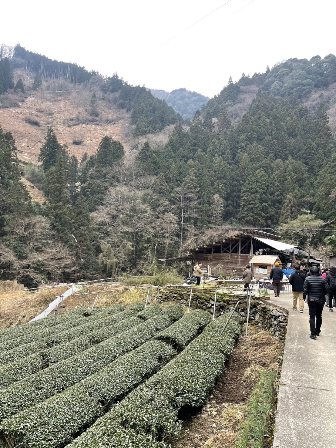 Finding Inspiration in Shikoku’s Iya Valley – Borderless