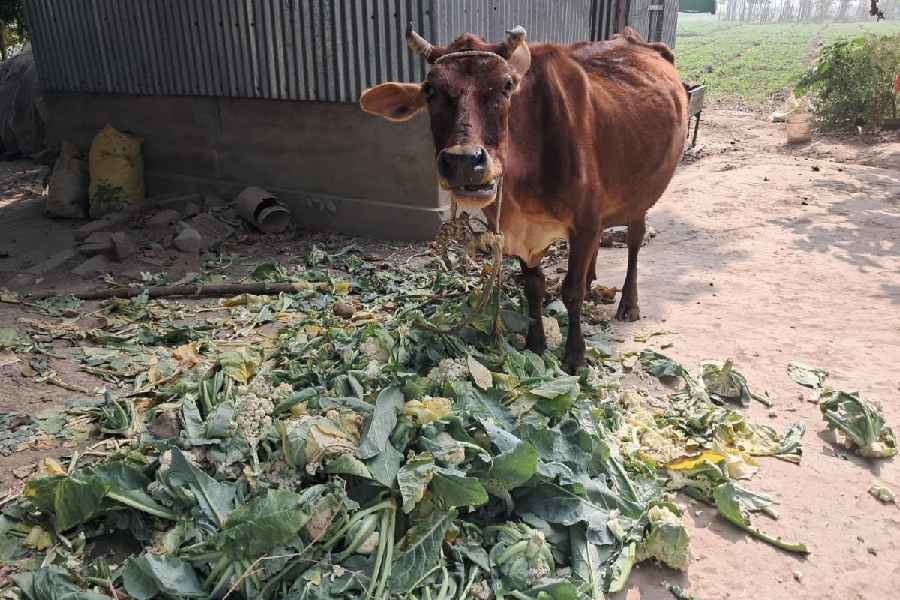 All Creatures Great and Small… – Borderless