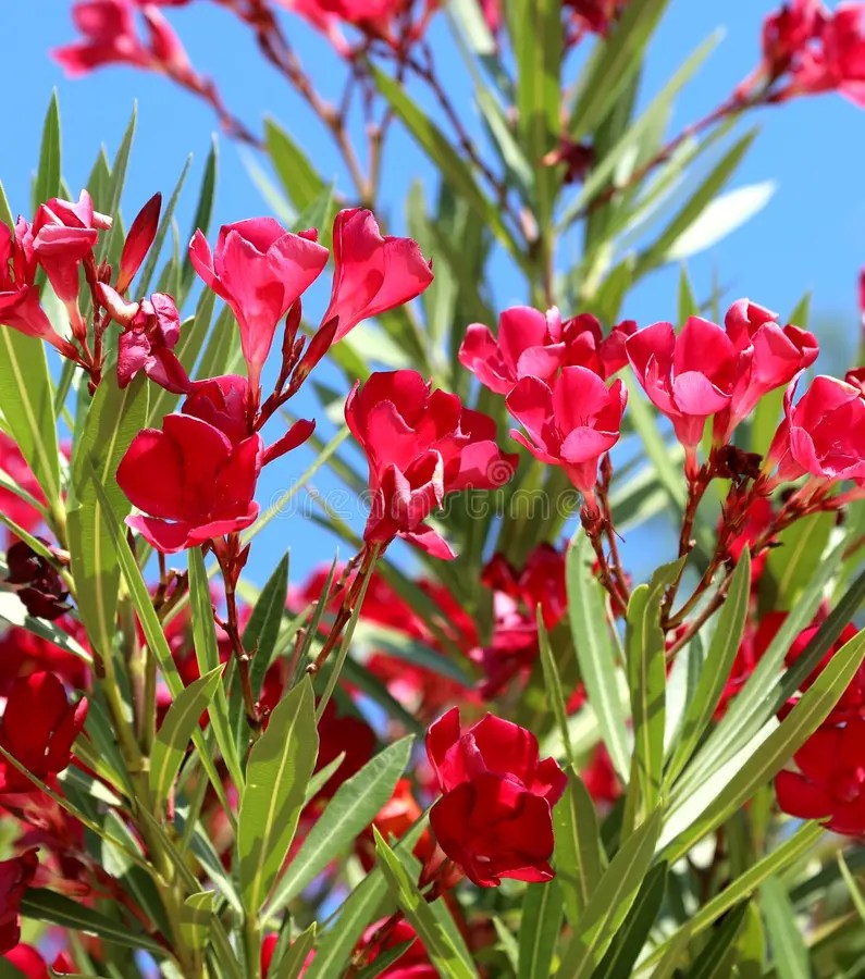 Red Oleanders – Borderless