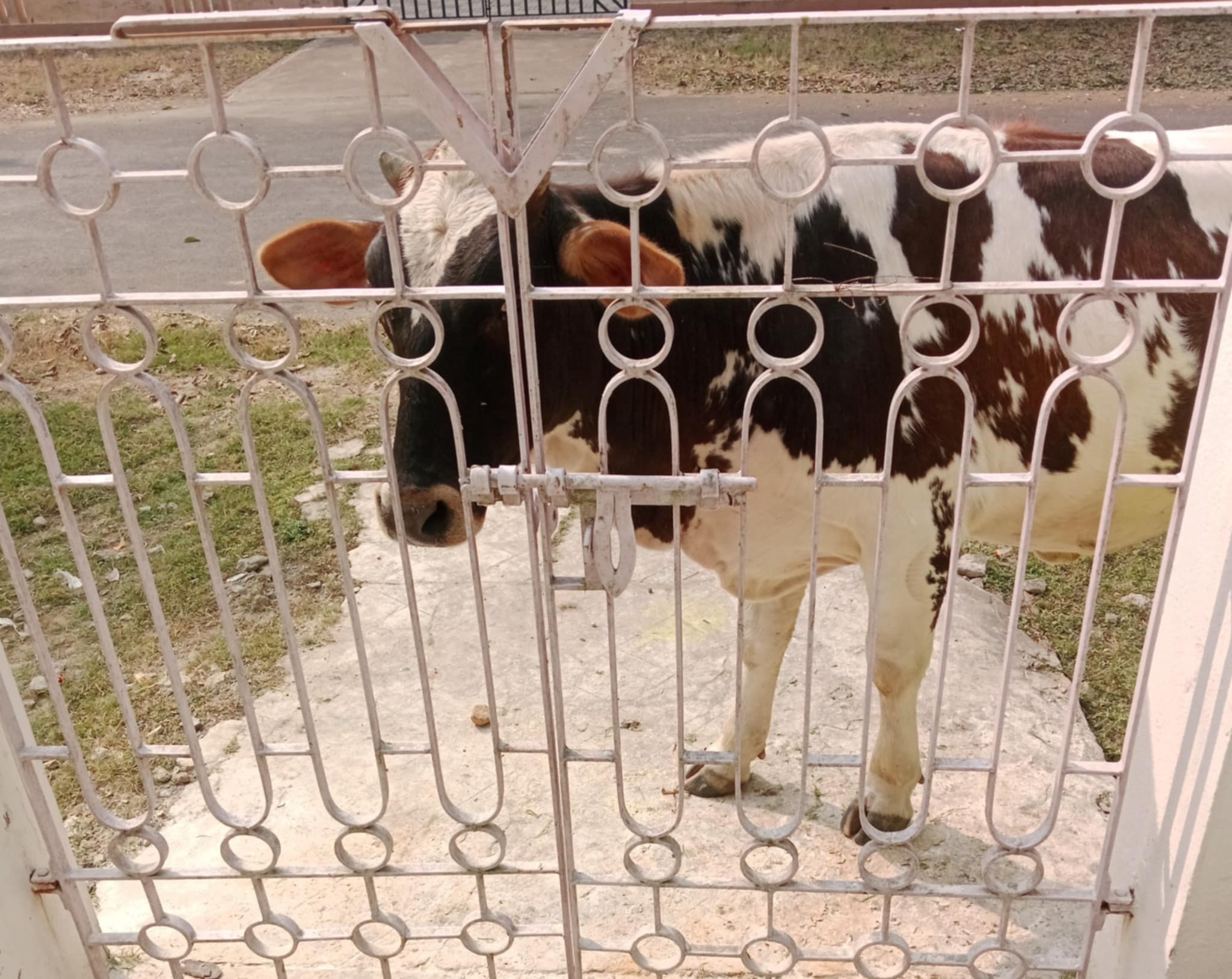 ‘All Creatures Great and Small’ – Borderless