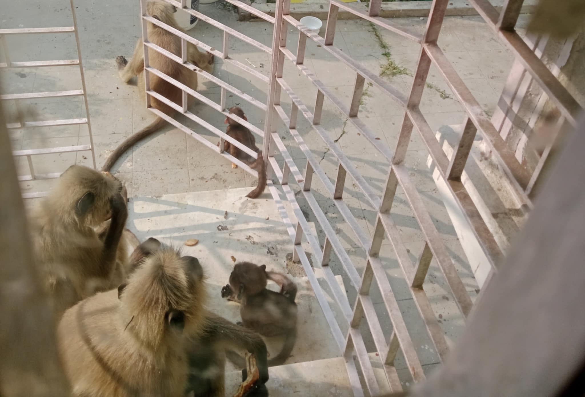 ‘All Creatures Great and Small’ – Borderless