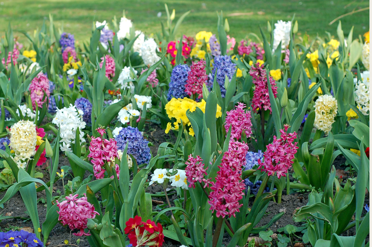 When Flowers Bloom Spring… – Borderless